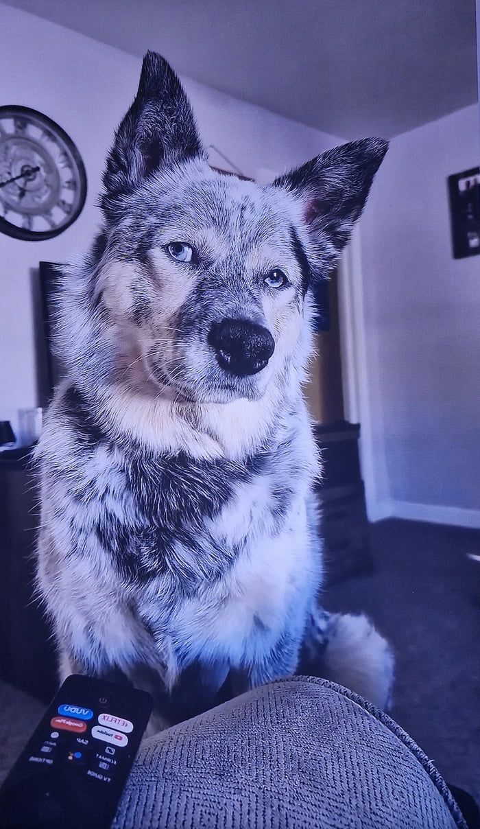 Could someone tell me what kind of Dog he is? - 9GAG