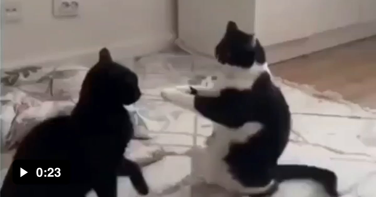 (not) slow motion cat fight - 9GAG