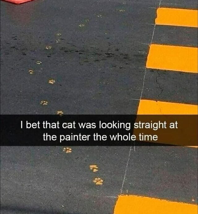 Cats are as...... - 9GAG