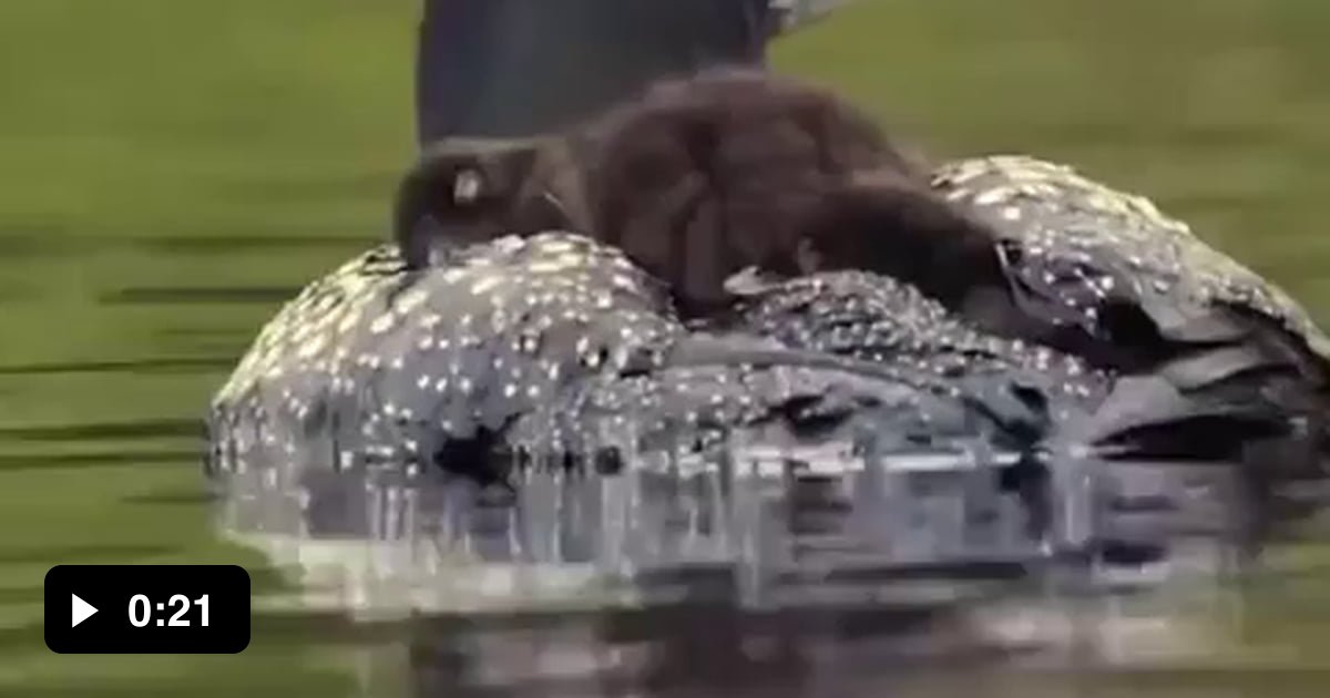 A Loon Chick Sleeping On Mom's Back - 9GAG