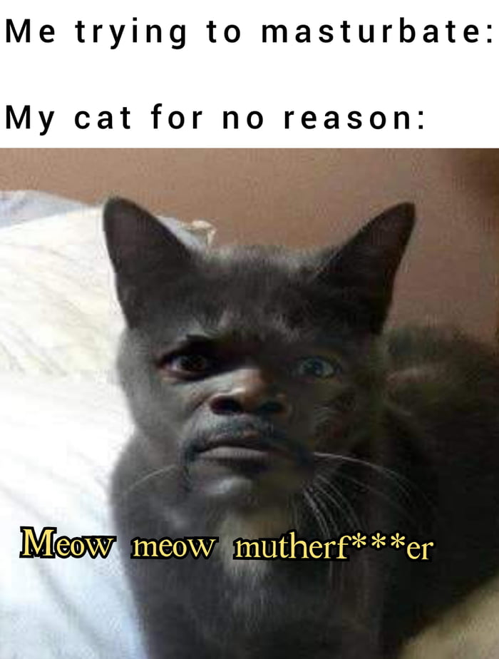 Godamm cat. - 9GAG