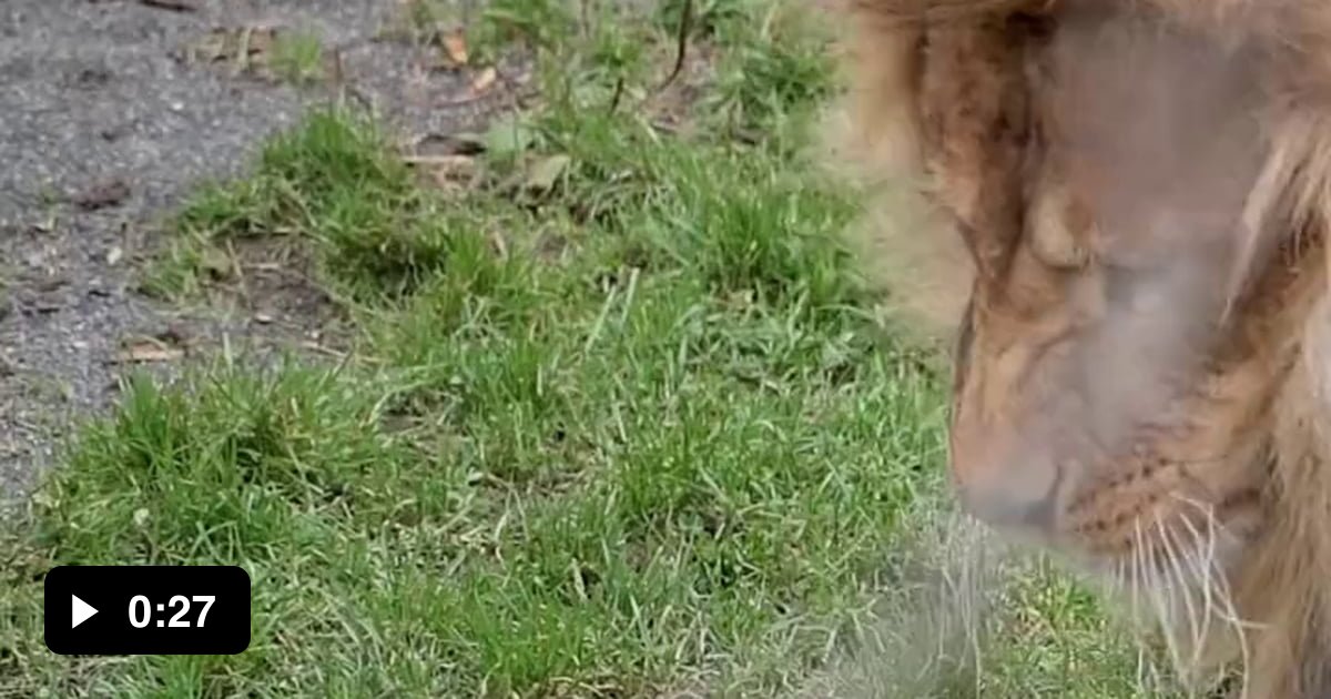 Lioness checking on her squeaky cub - 9GAG