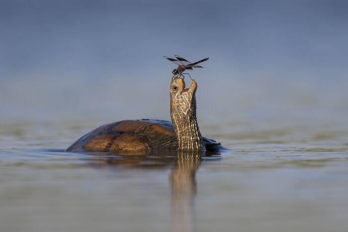 A butterfly lands on a happy turtle. - 9GAG