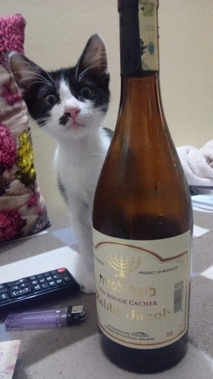 Jacob cat - 9GAG
