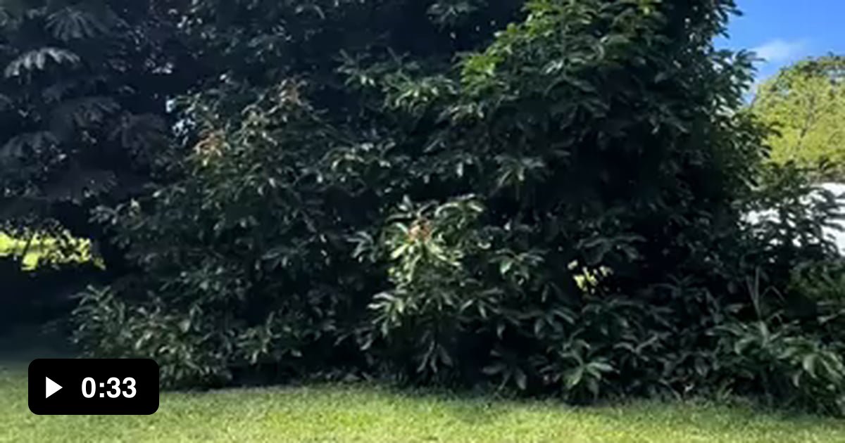 Houdini mountain apple tree! - 9GAG