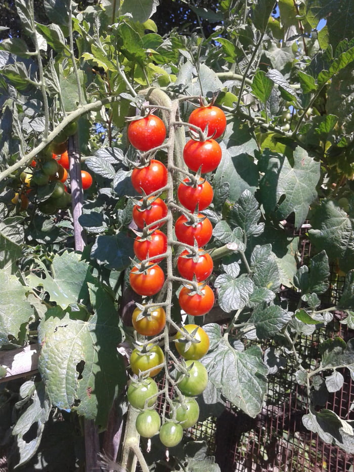 Take a rest from bots posts and enjoy tomatoes - 9GAG