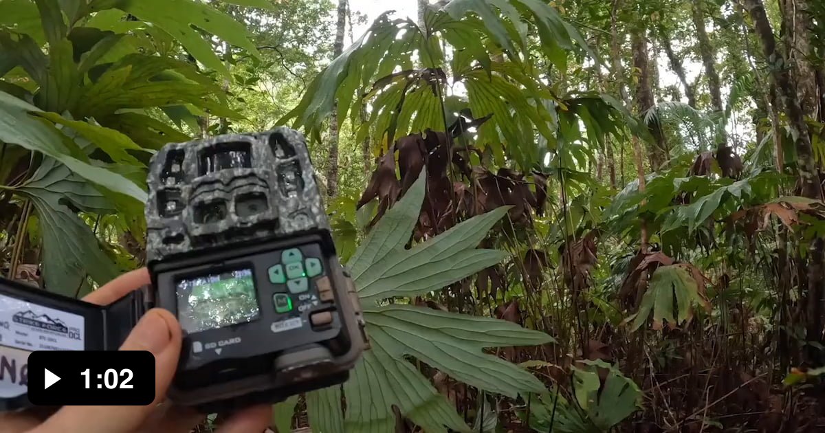 Scientists' reaction after spotting Black-Naped Pheasant-Pigeon, bird ...