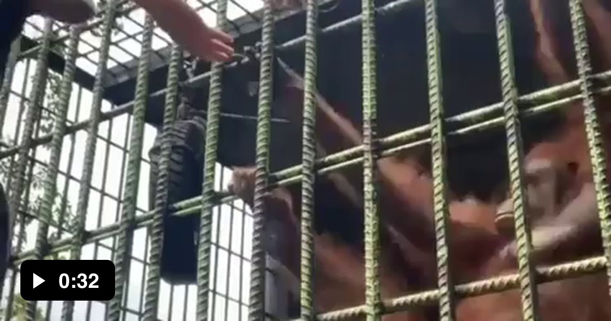 He definitely shouldn't have gotten anywhere near that monkey - 9GAG