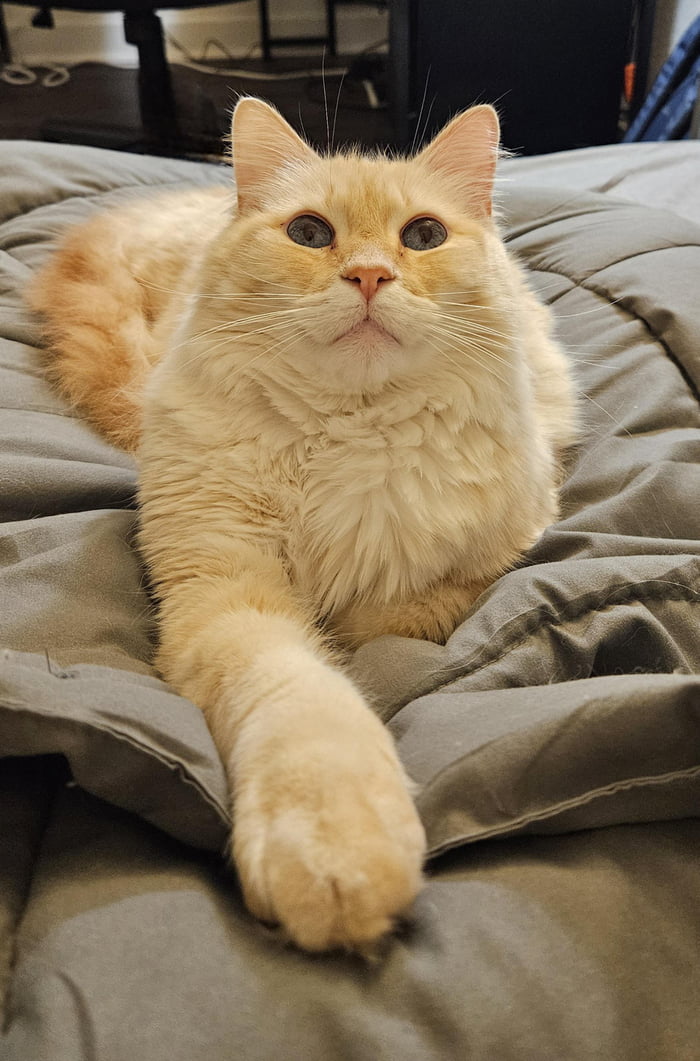 Zero thoughts. Just fluff. - 9GAG