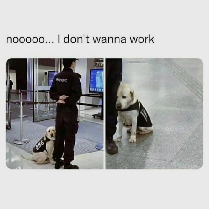 Let this poor pupper retire already - 9GAG