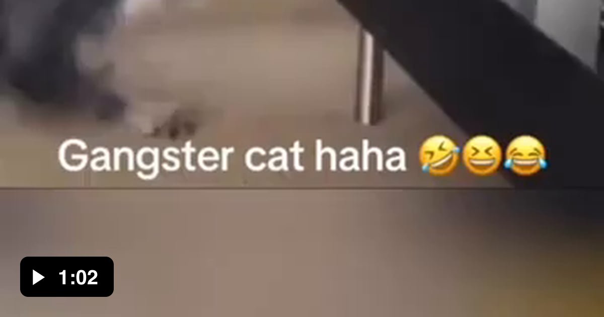 Gangsta cats compilation - 9GAG