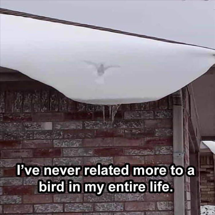 Bird fail - 9GAG
