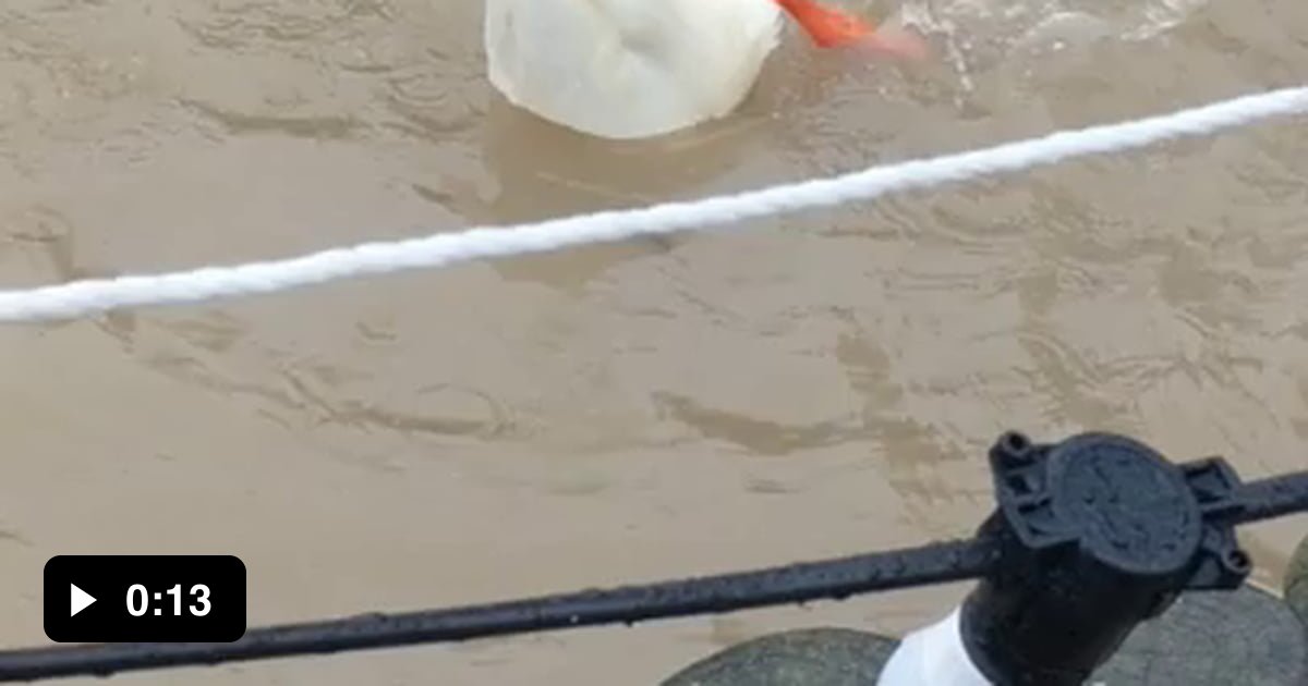 This derpy duck brought me joy today - 9GAG