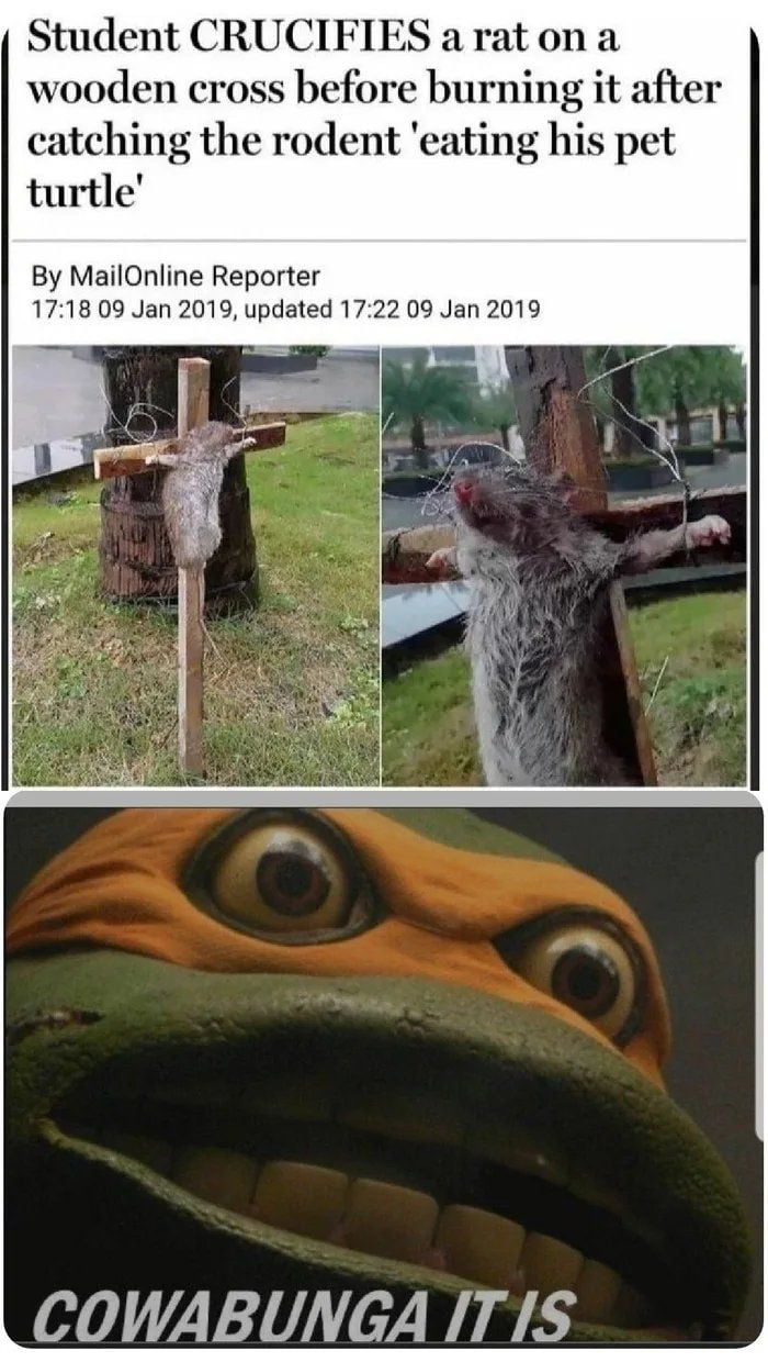 Oh no! Master splinter... - 9GAG