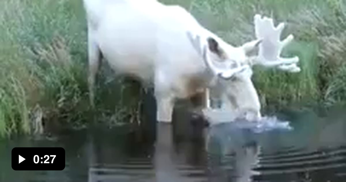 Extraordinary white moose was spotted taking a dip in a pool in Sweden ...