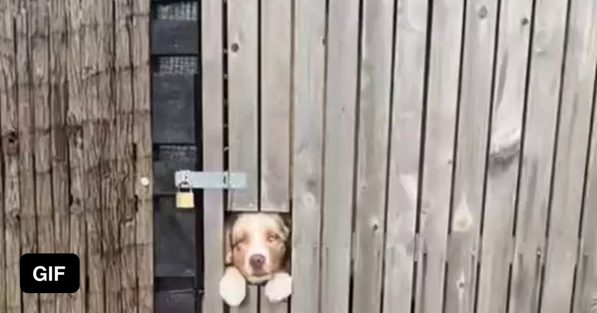 These two dogs - 9GAG