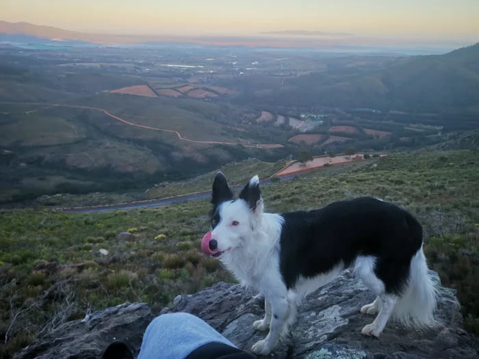 Please help. My best friend (4 year old Border Collie) randomly some ...