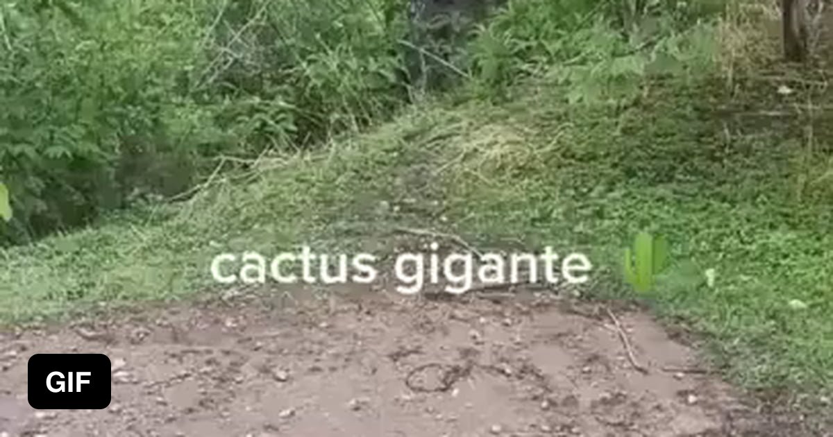 Absolute unit of a cactus. - 9GAG