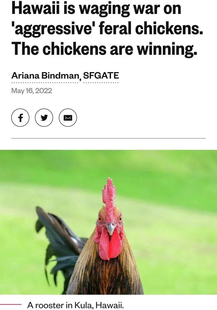 Hawaii Has Problem With Big Cocks 9gag 7190