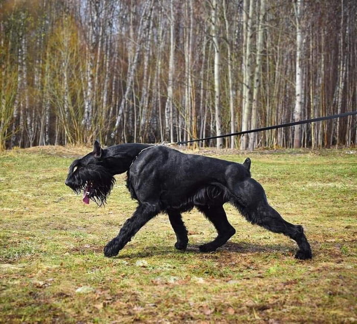 Fenris, hell hound, fetcher of doom - 9GAG