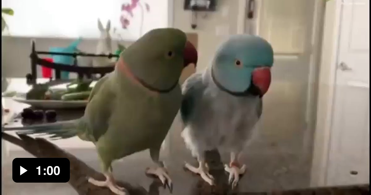 Parrots talking to one another and kissing (Video source: Rumble Viral ...
