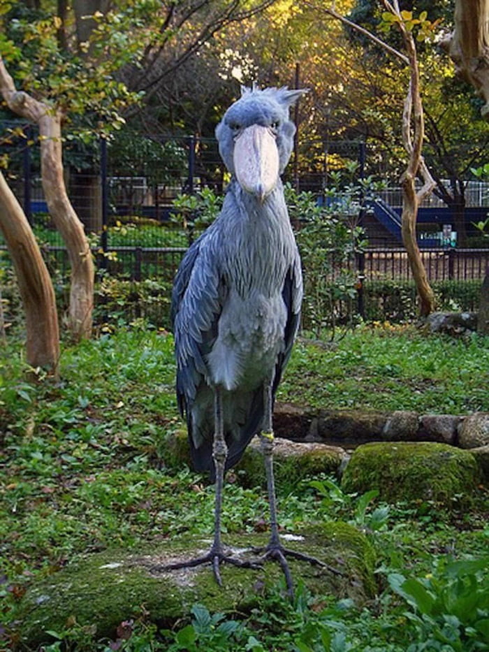 This is a Shoebill Stork. These bad boys can grow over to 6 feet tall ...