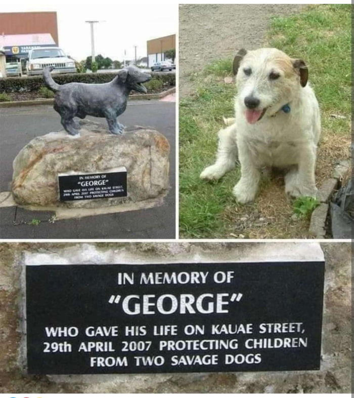 George, tiny but very brave hero dog that has given his life to save ...