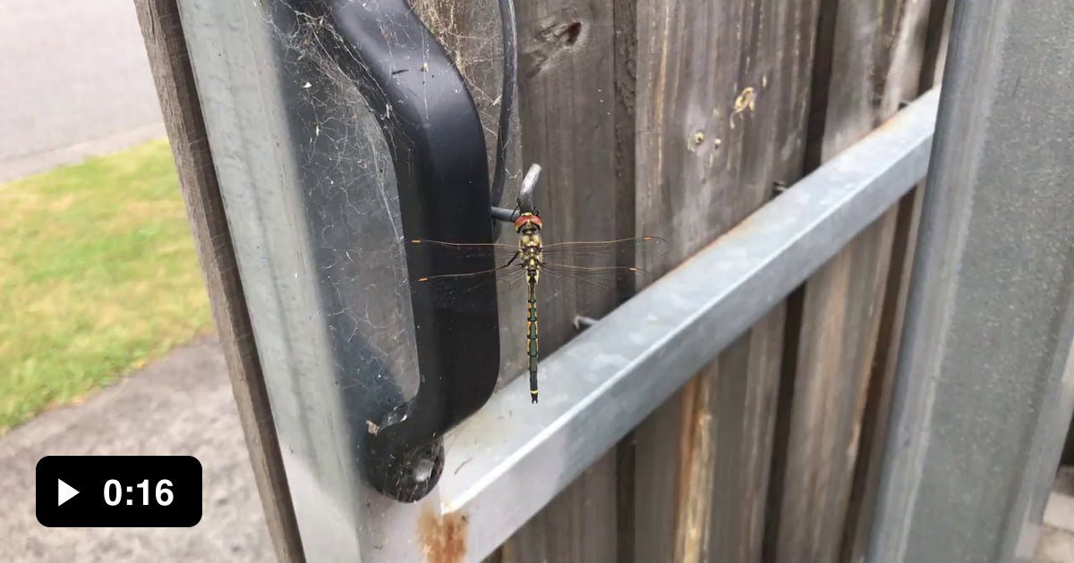 Dragonfly riding on auto gate - 9GAG