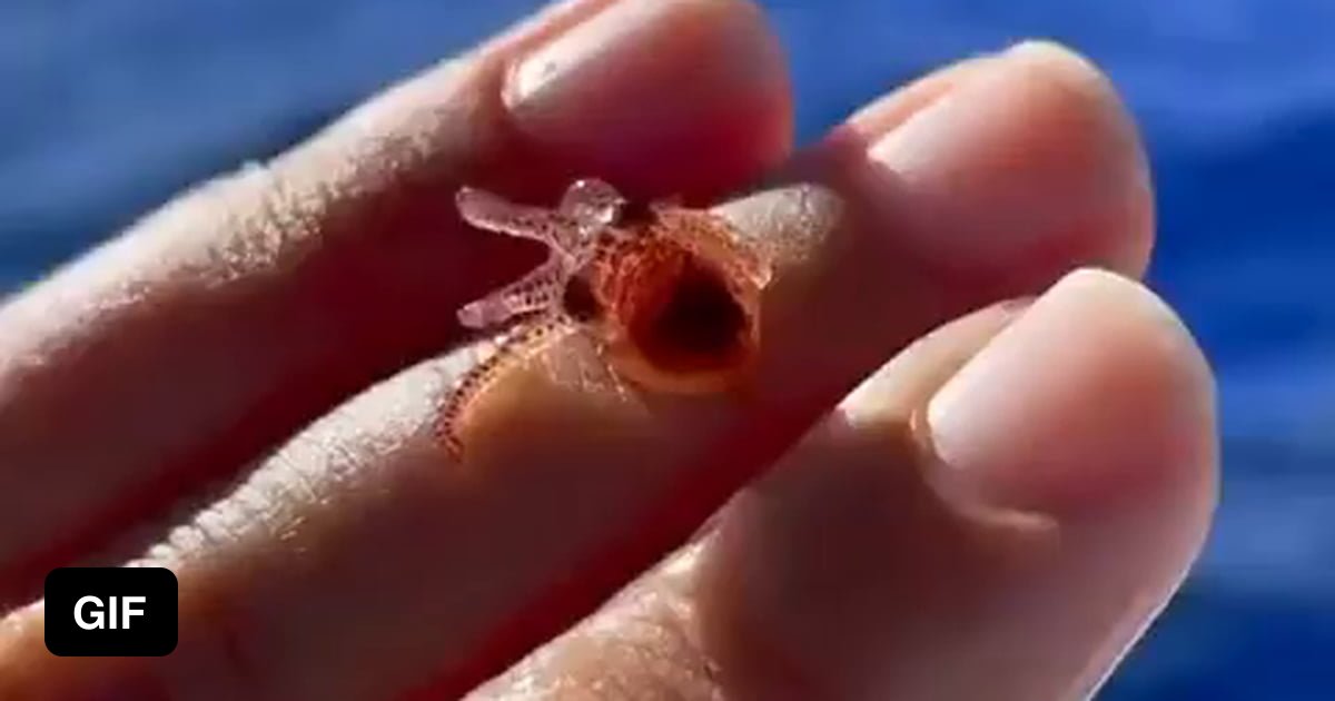 Little life form - 9GAG