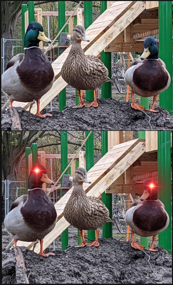Poor Lady Duck - 9GAG