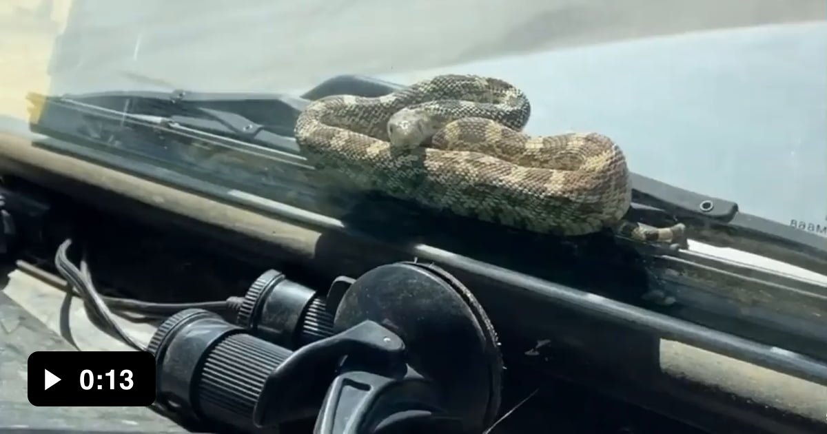 This snake just chilling on this car’s windshield. - 9GAG