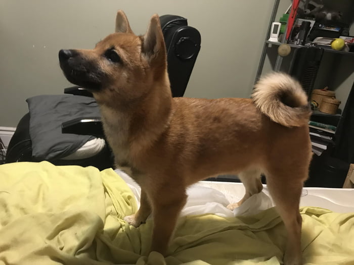 Guess the dog breed. - 9GAG