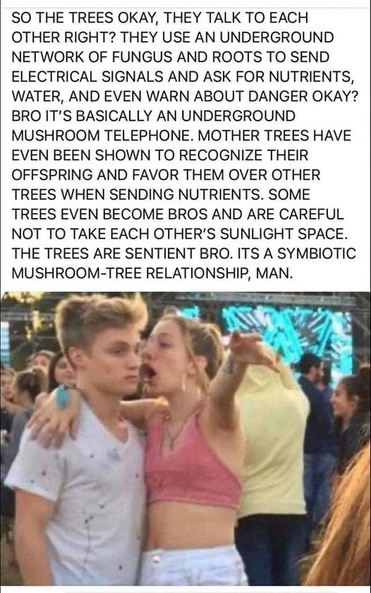 Sooo the trees okay - 9GAG