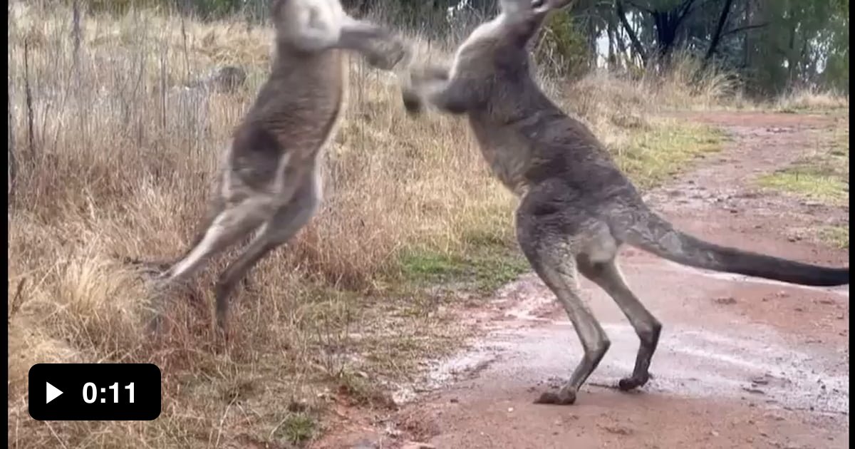 Chad Kangaroo Smashes Other Competing Roo Through Fence at Canberra ...