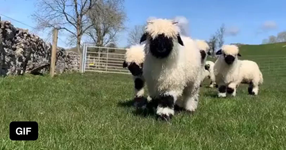 Fluffy sheep with floppy ears.. - 9GAG