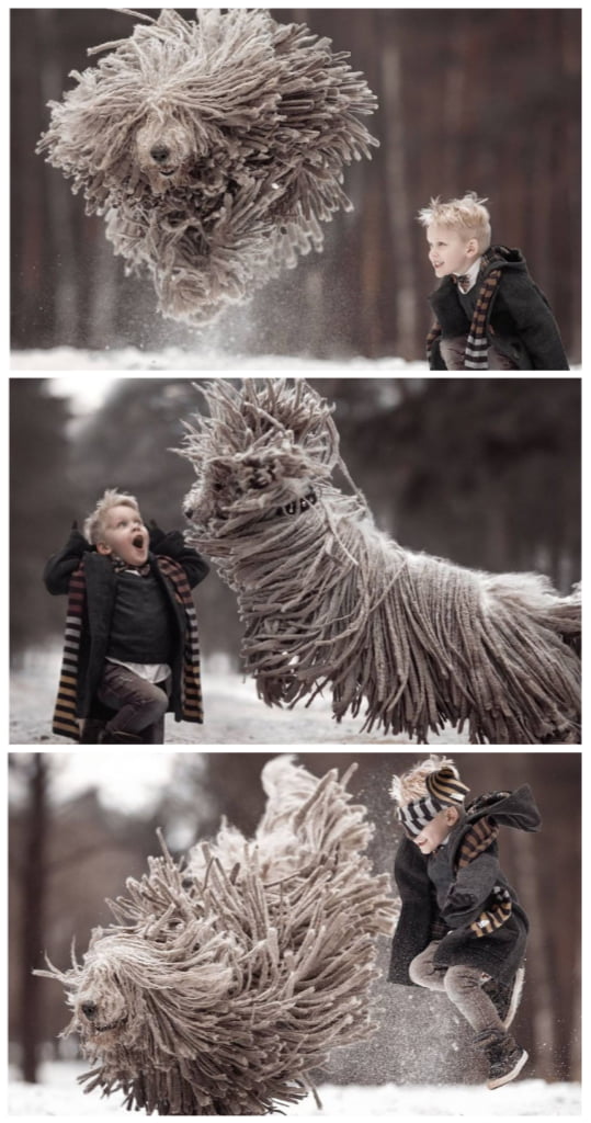 This is the Komondor, a dog breed that originated from Hungary, also ...