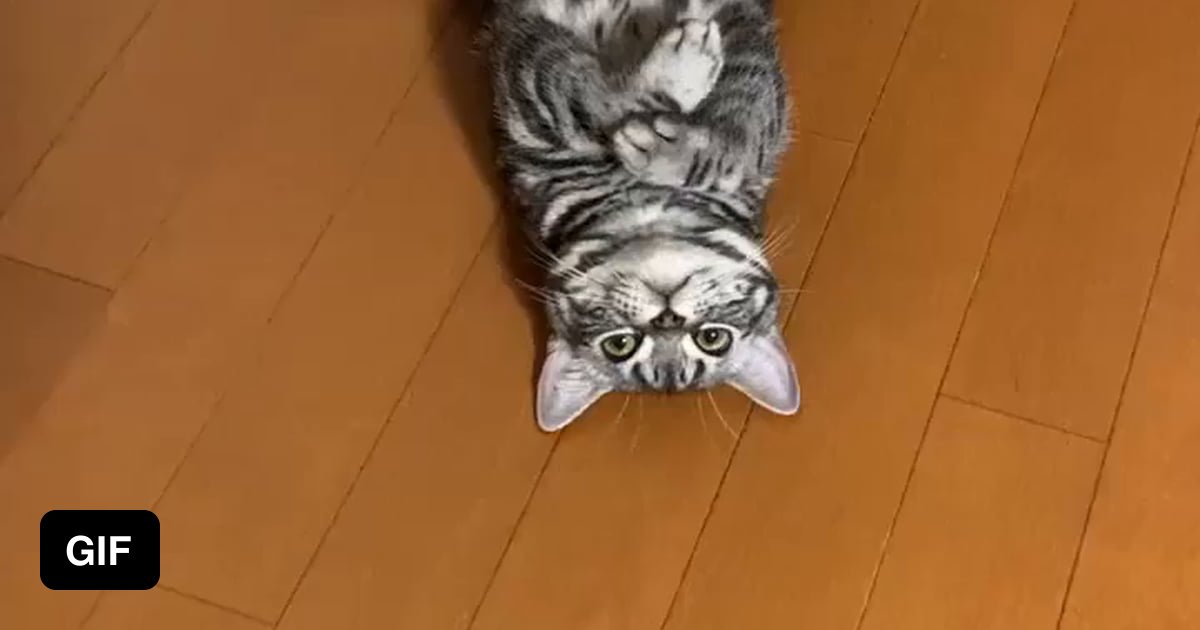 Docile and lazy tippy tap - 9GAG