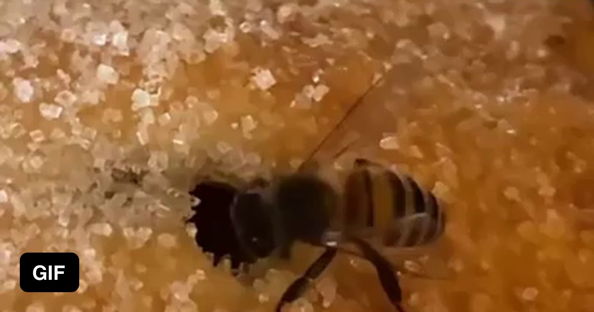 Get your own sugar beeitch! - 9GAG