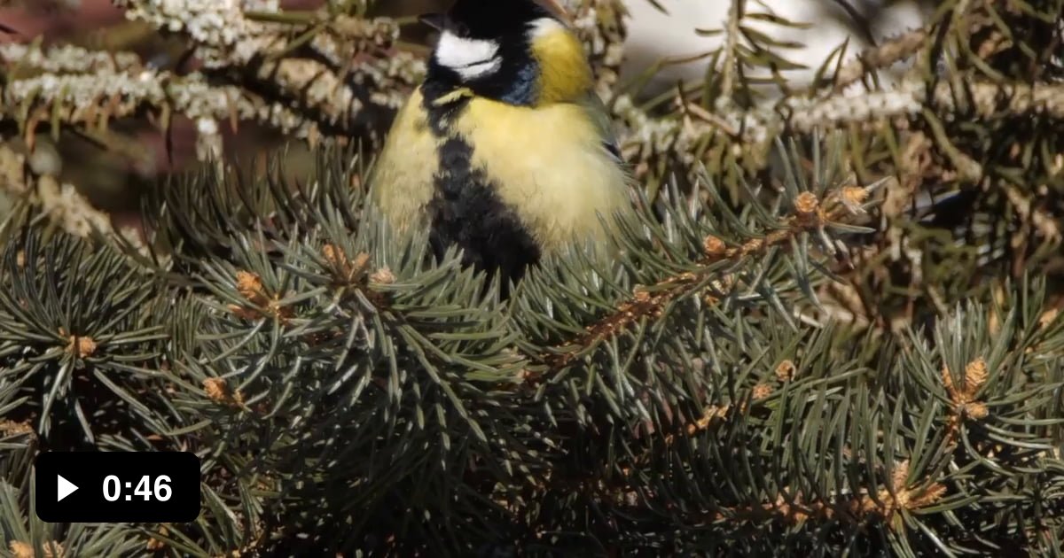 BIRD OF THE DAY: Great Tit - 9GAG