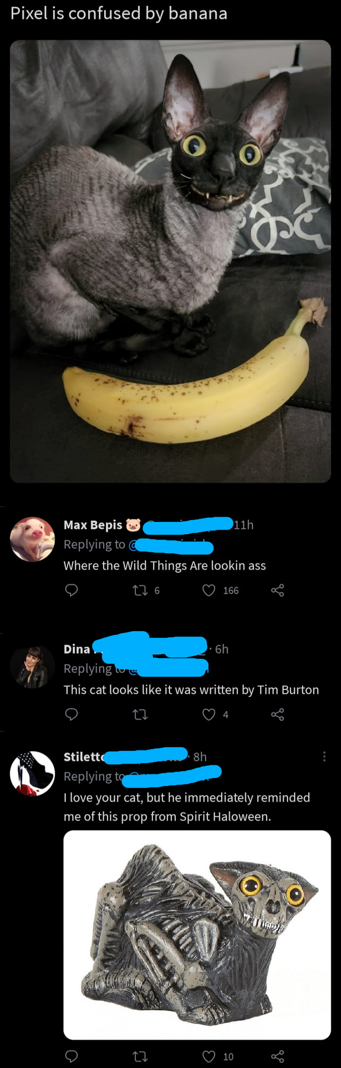 Apparently this cat is notoriously known - 9GAG