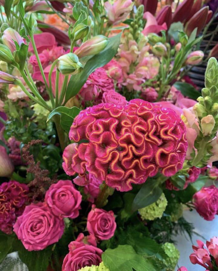 This bright pink squiggly flower - 9GAG