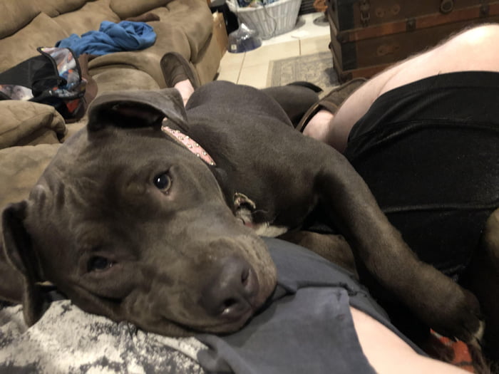 Now the beast has entered snuggle mode - 9GAG