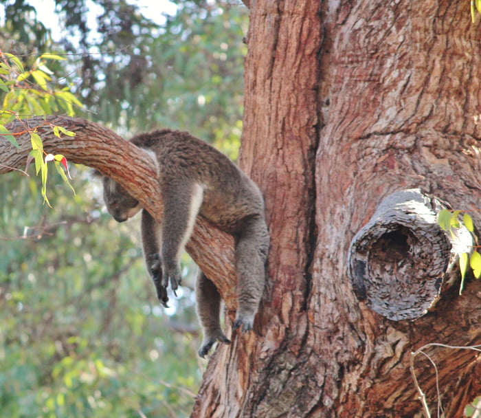 Male koalas are one of the laziest animals on earth, sleeping up to 22 ...