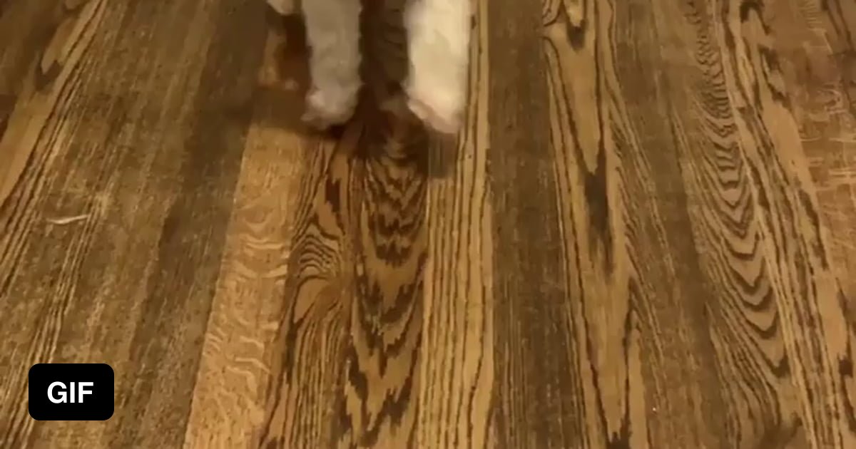 Excited Tippy Taps - 9GAG