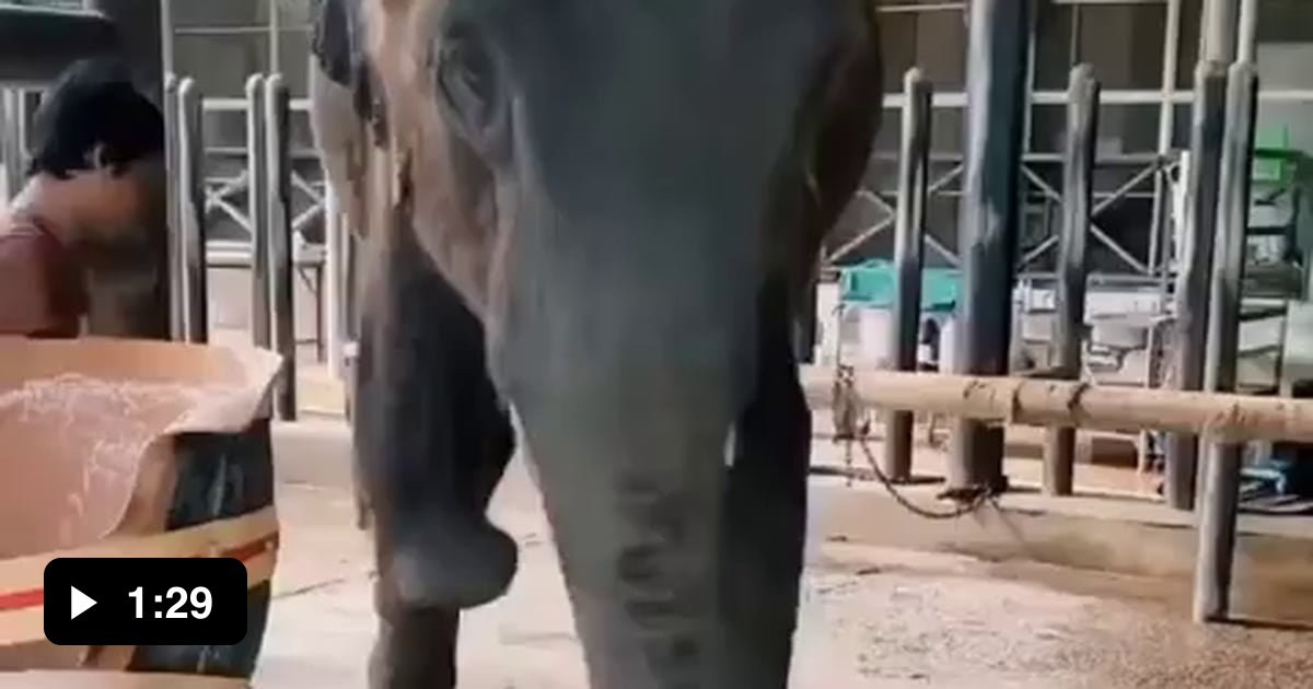 When an Elephant Lost Her Leg, He invented a Prosthesis for Her 👏🐘 ...
