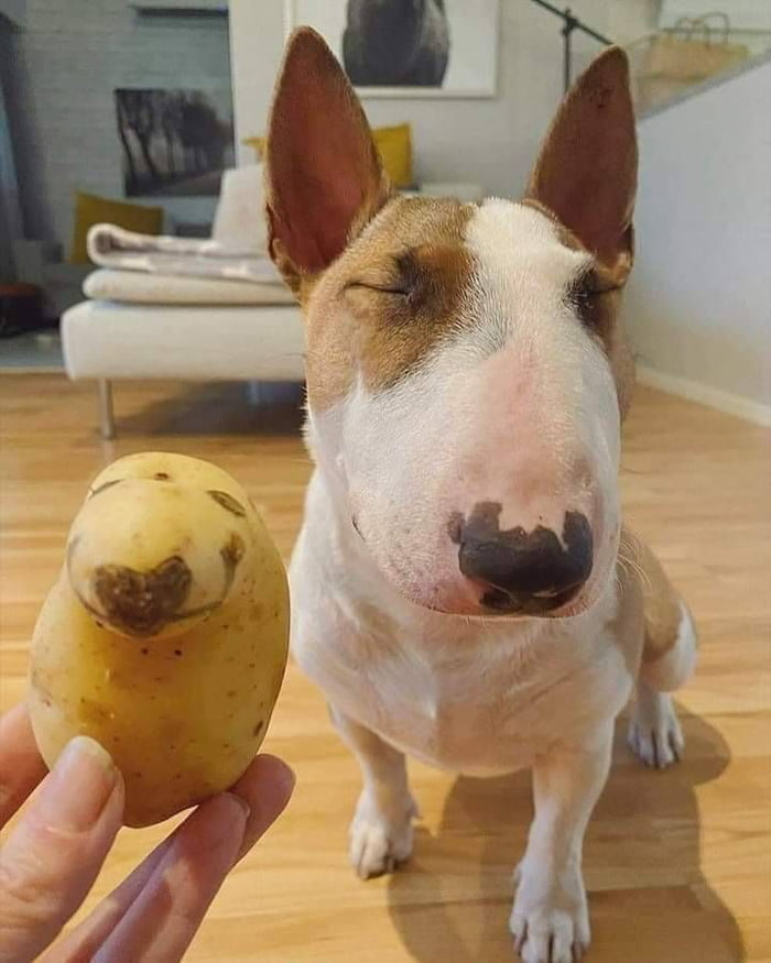 Potatoe-dog - 9GAG