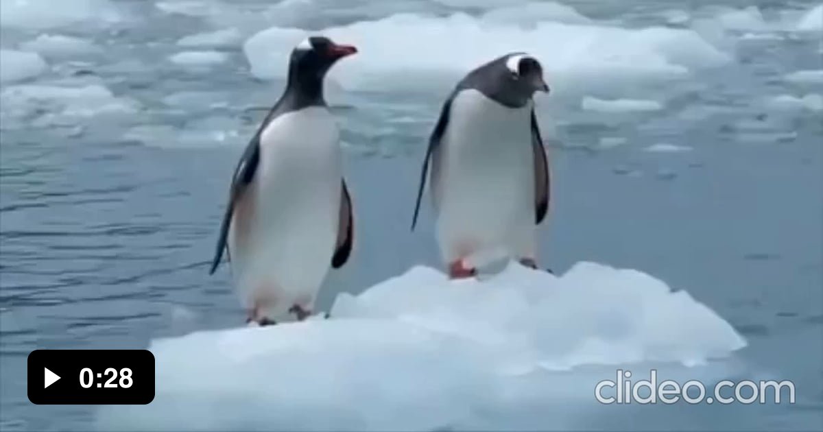 Derpy Penguins - 9GAG