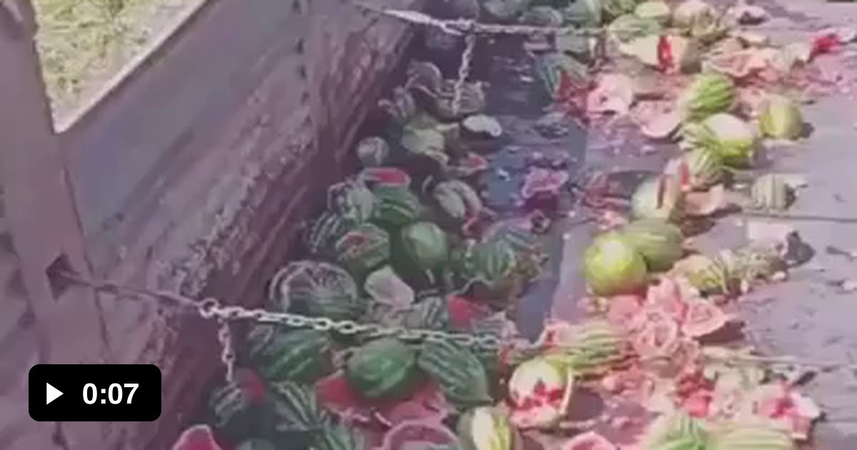 Harvesting watermelons - 9GAG