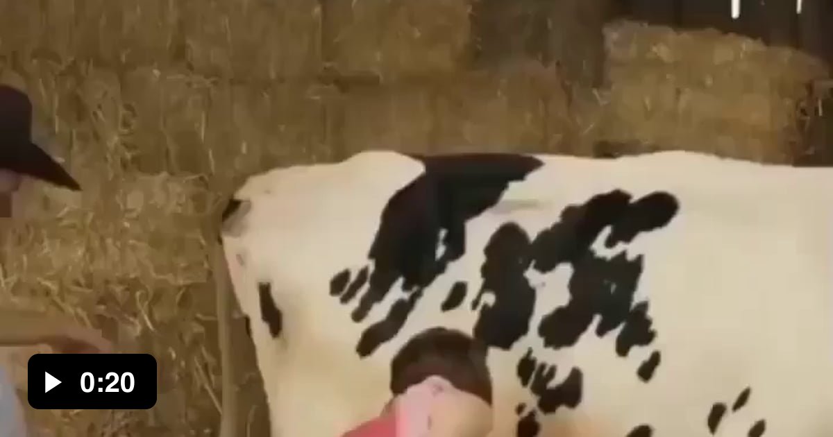 Scared cow - 9GAG