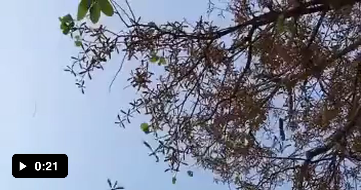 Dispersal of saal seeds - 9GAG